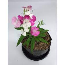 Jual Tanaman Bunga Dianthus BiColour (Dianthus caryophyllus)- Anyelir ...