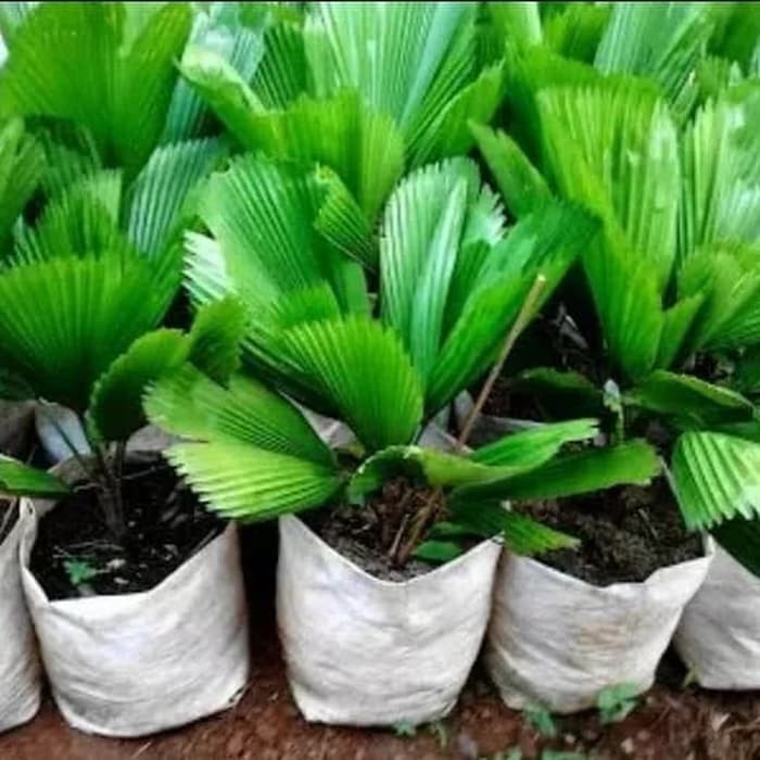 Jual PROMO pohon palem kol - tanaman palem kol - palm kol - palem kipas ...