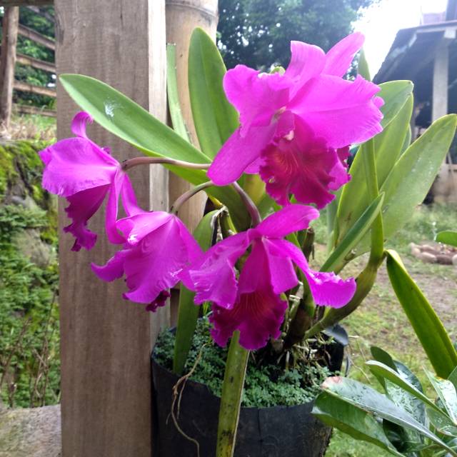Jual Anggrek Cattleya Ungu (Bunga Besar) | Shopee Indonesia