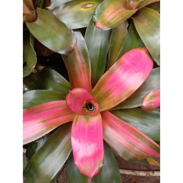 Jual TERNURAH TANAMAN HIAS Bromelia Pink Gress Tanaman Hias Bromelia ...