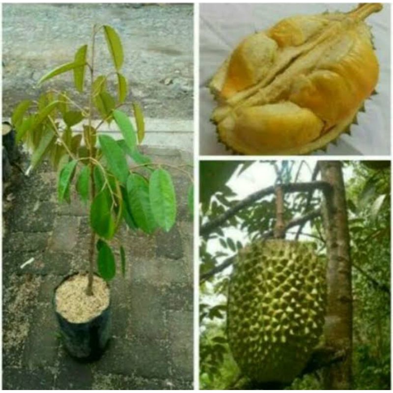 Jual BIBIT DURIAN BAWOR | Shopee Indonesia