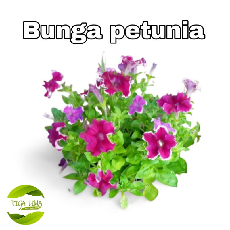 Jual bunga petunia/tanaman hias/bunga petunia + pot gantung | Shopee ...