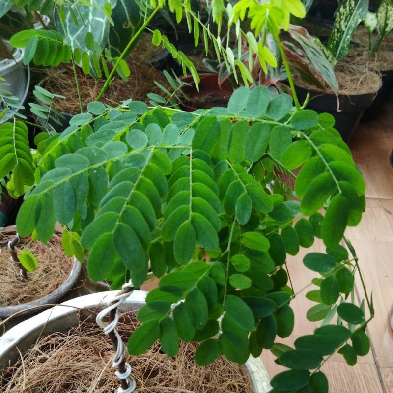 Jual Tanaman Bibit Saga Tunggal Saga Lanang Cukup Langka Shopee