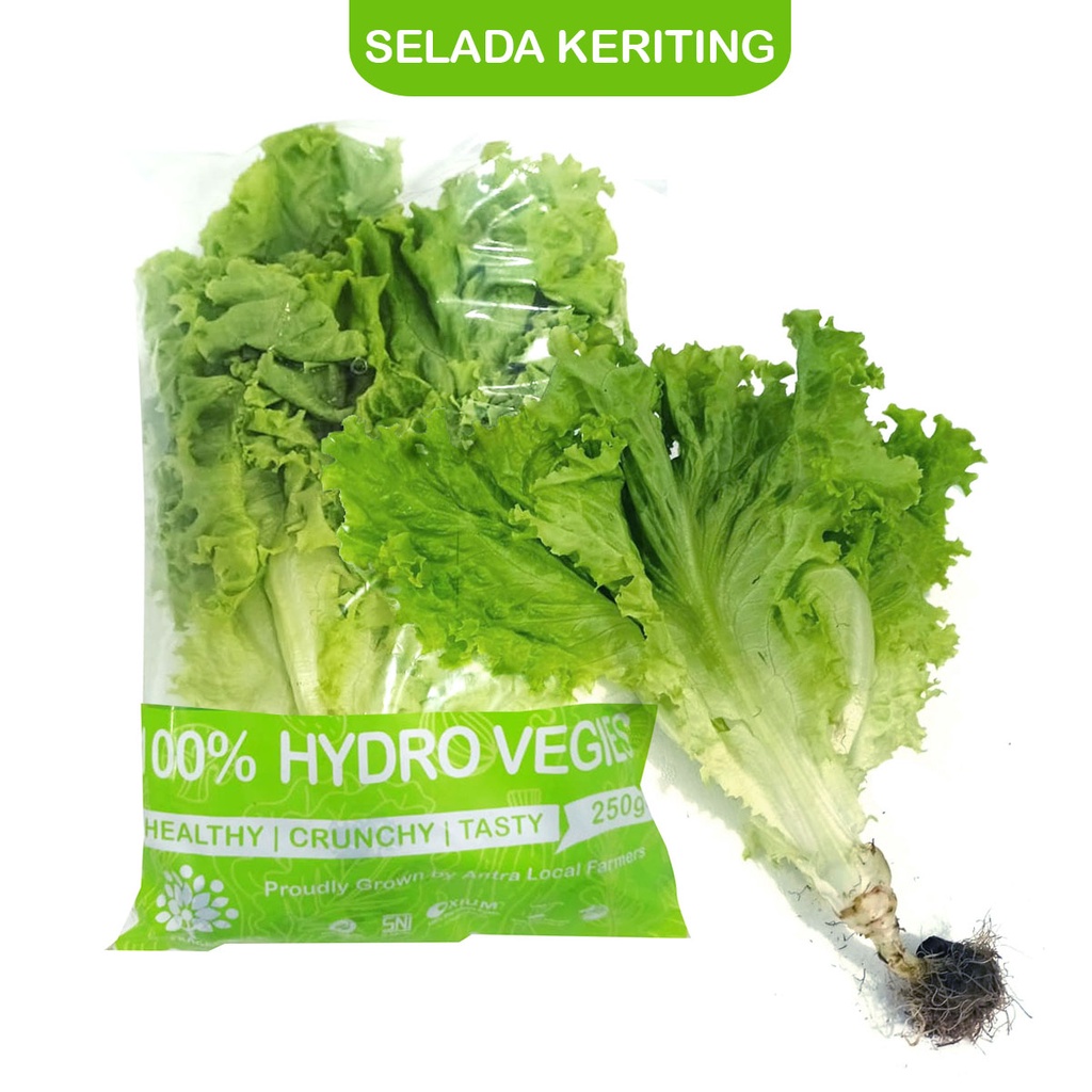 Jual HIDROPONIK SELADA KERITING 250g | Shopee Indonesia