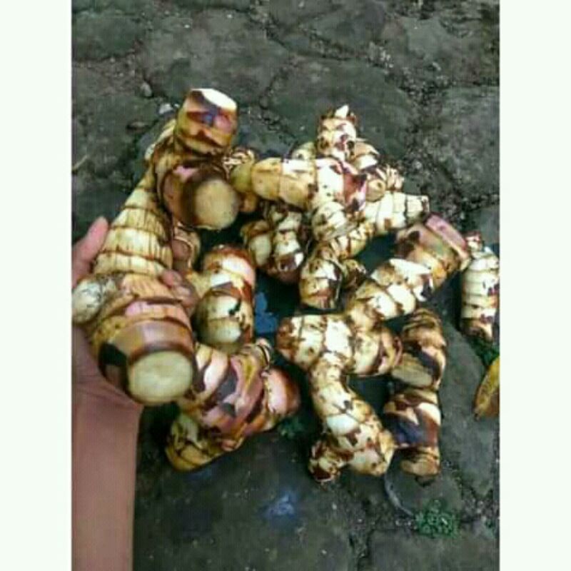 Jual umbi ubi ganyong ganyol super 1kg nikmat | Shopee Indonesia