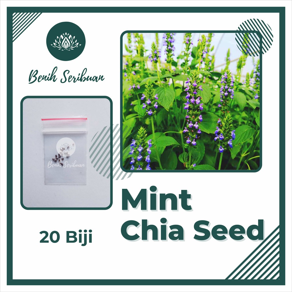 Jual Bibit Herbal : 20 Benih Chia Seed Mint Organic Biji Organik ...