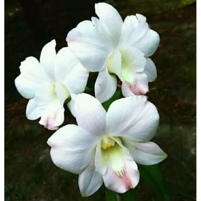 Jual Anggrek Dendrobium Pure Delght(kelopak besar) | Shopee Indonesia