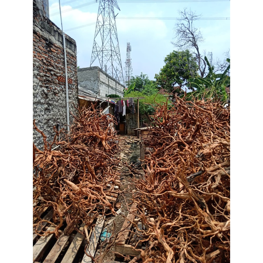 Jual KAYU RASAMALA / AKAR RASAMALA SIZE ( S , M , L ) SAQUASCAPE ...