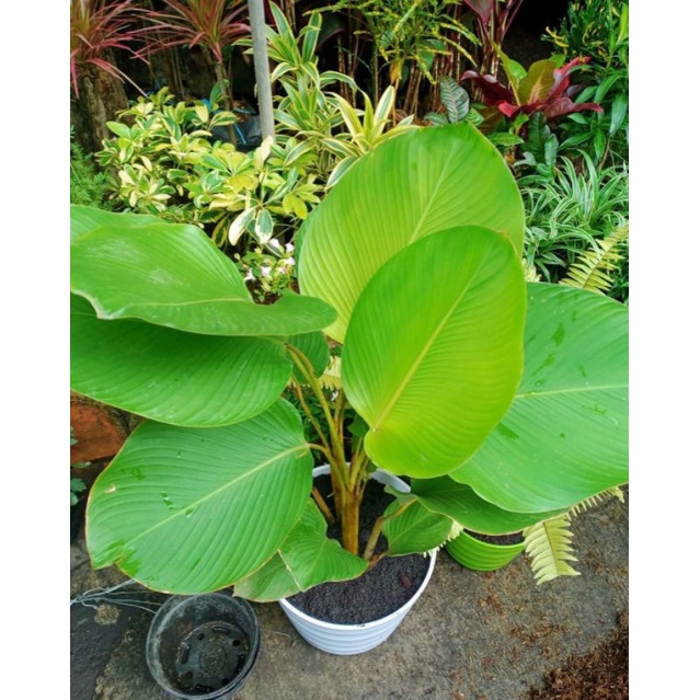 Jual Tanaman Hias Pisang Katak \ pisang pisangan | Shopee Indonesia