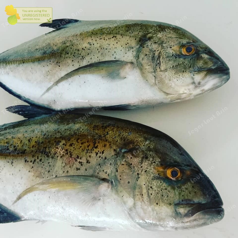 Jual Ikan Kuwe Segar Ikan Kuwe GT Ikan Kue 1Kg Ikan Laut Segar | Shopee ...