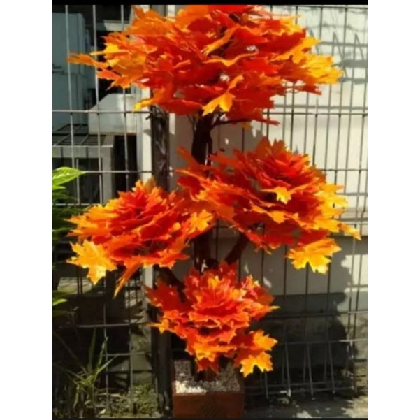 Jual BUNGA MAPEL KANADA TINGGI 100CM RIMBUN TERMASUK POT MEWAH NAMPAK ...