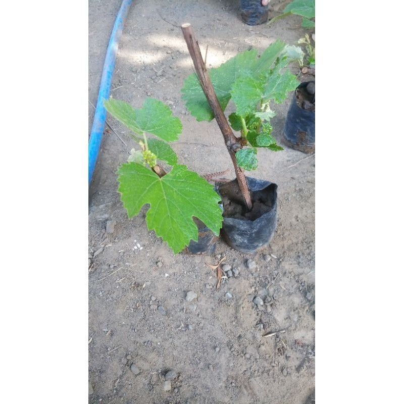 Jual ANGGUR LOKAL JENIS RED MASTER,CAROLINE,ISABEL KONDISI BERBUNGA ...