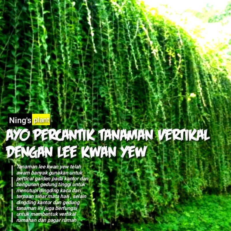 Jual PROMO TERMURAHH !!! Tanaman hias lee kwan yew / li kwan yu / le ...