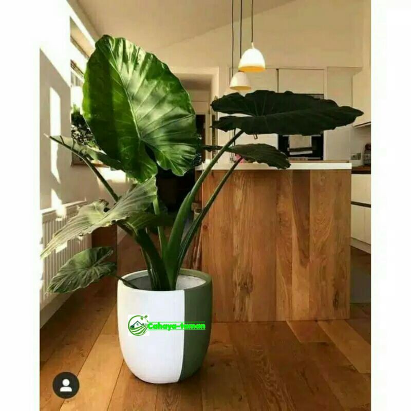 Jual tanaman hias sente ijo tanaman hias sente jumbo | Shopee Indonesia