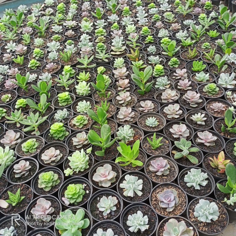 Jual sekulen mini 75 pcs | Shopee Indonesia