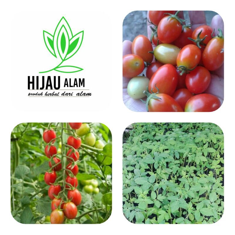 Jual bibit tanaman tomat cherry pohon cherry | Shopee Indonesia