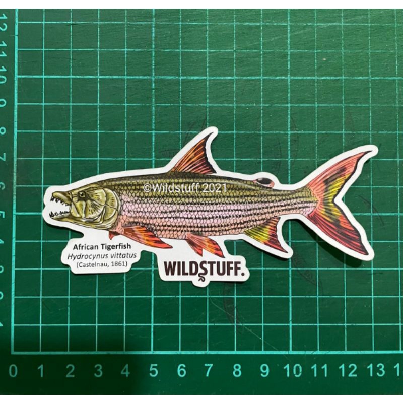 Jual Sticker Wildstuff African Tigerfish H. vittatus | Shopee Indonesia