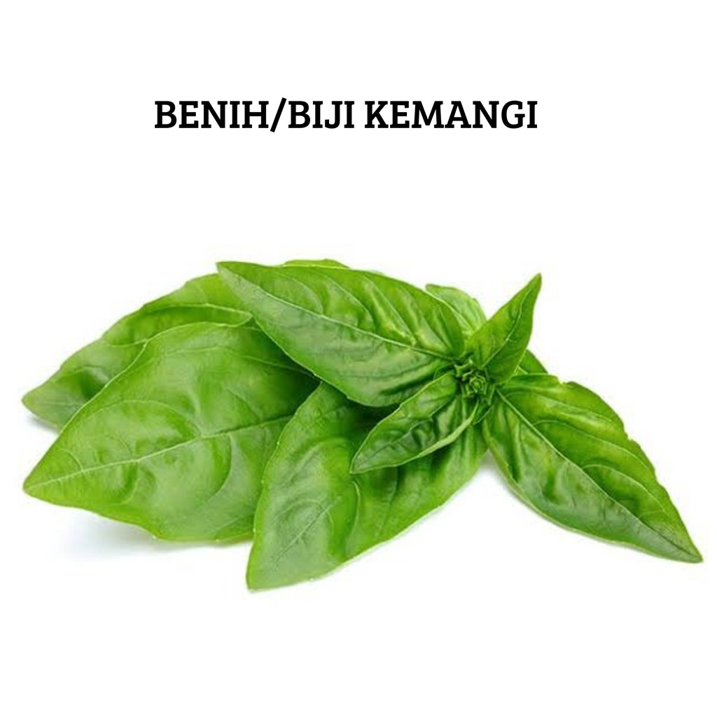 Jual Benih Biji Kemangi | Shopee Indonesia Jual Benih Biji Kemangi | Shopee Indonesia