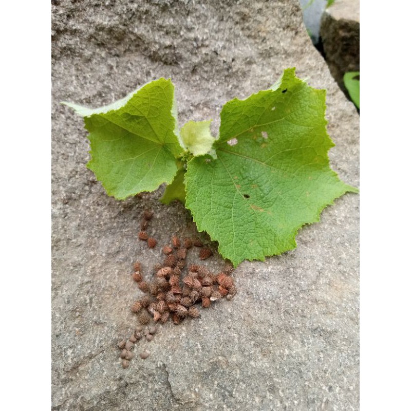 Jual benih biji bibit pohon pulutan | Shopee Indonesia