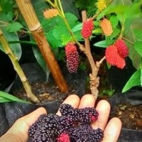 Jual bibit tanaman long murbey murbei long asli cangkok | Shopee Indonesia