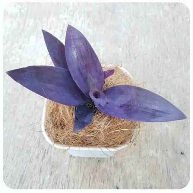 Jual tanaman hias adam hawa ungu - tradescantia pallida | Shopee Indonesia