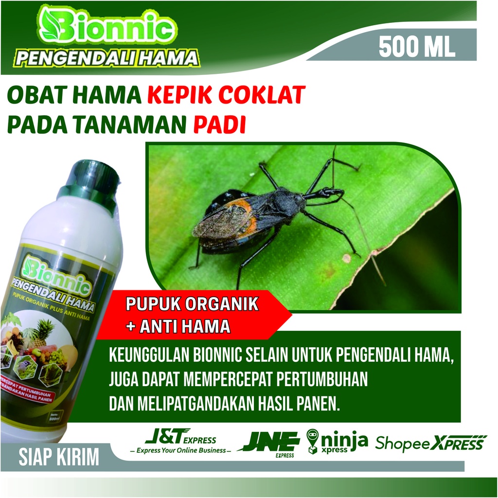 Jual Obat Pembasmi Hama Kepik Coklat Padi - BIONNIC Obat Pengendali ...