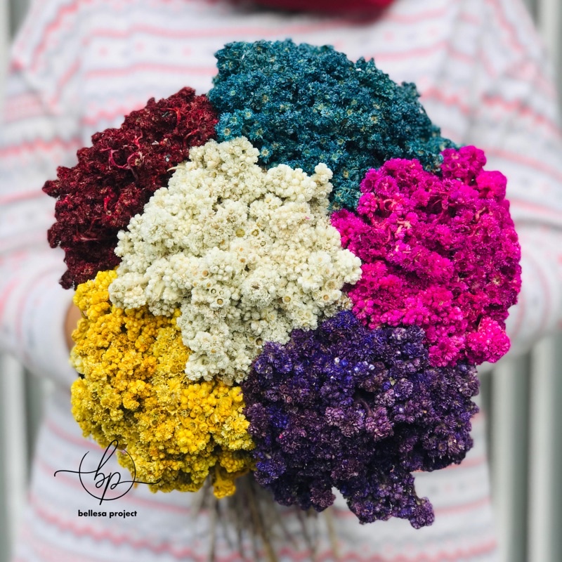Jual BUNGA EDELWElS BUDIDAYA/ BUNGA ABADI / BUNGA KERING / DRIED FLOWER ...