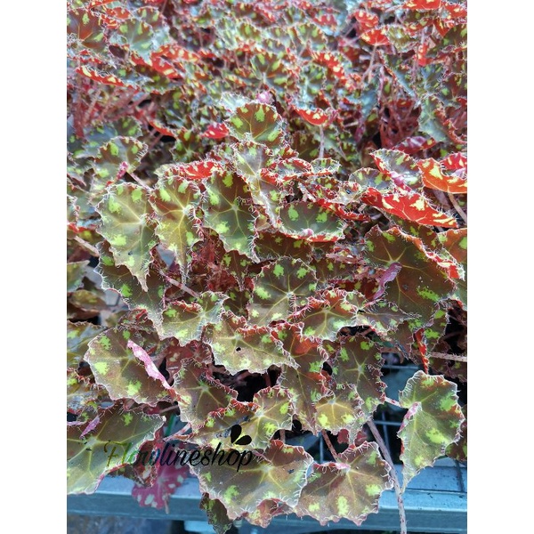 Jual tanaman hias begonia tiger cub | Shopee Indonesia