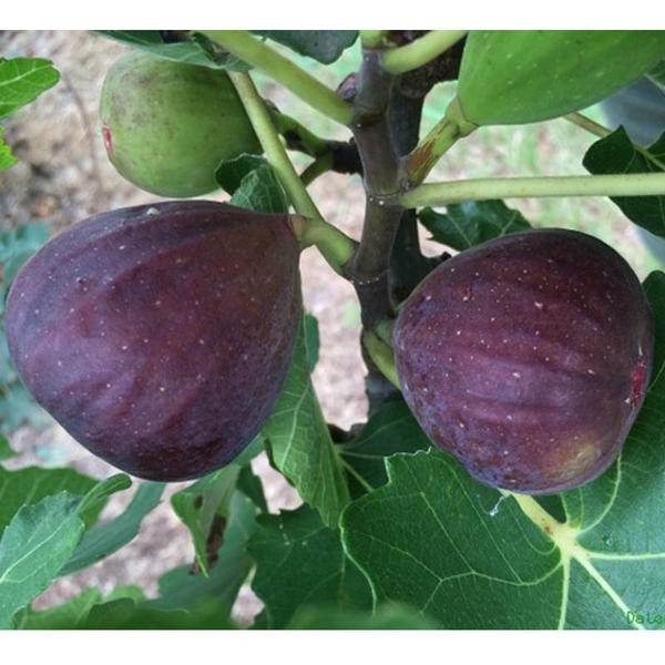 Jual Bibit Tanaman Buah Ara Tin Black Genoa | Shopee Indonesia