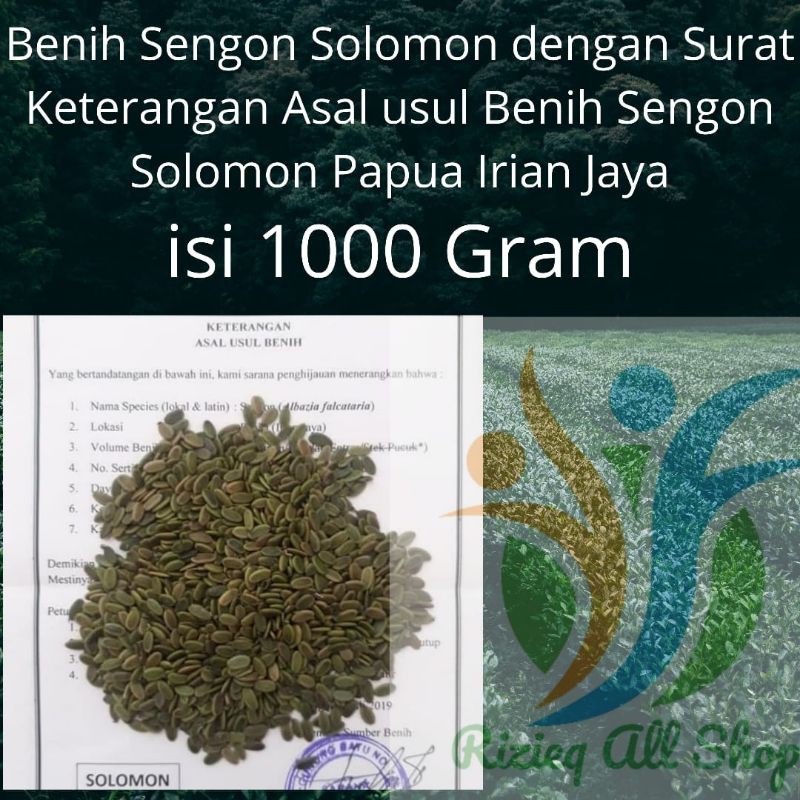 Jual Benih Albasia Benih Sengon Solomon isi 1000 Gram Bibit Sengon ...