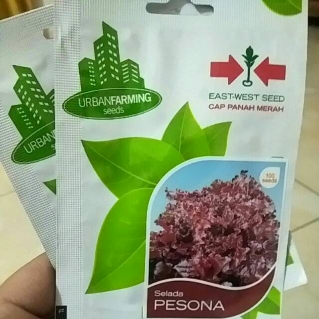 Jual Selada Cap Panah Merah 100 seeds | Shopee Indonesia