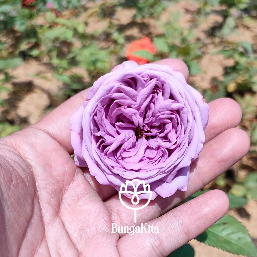 Jual Tanaman Hias Bunga Mawar Import KINDABLUE | Shopee Indonesia