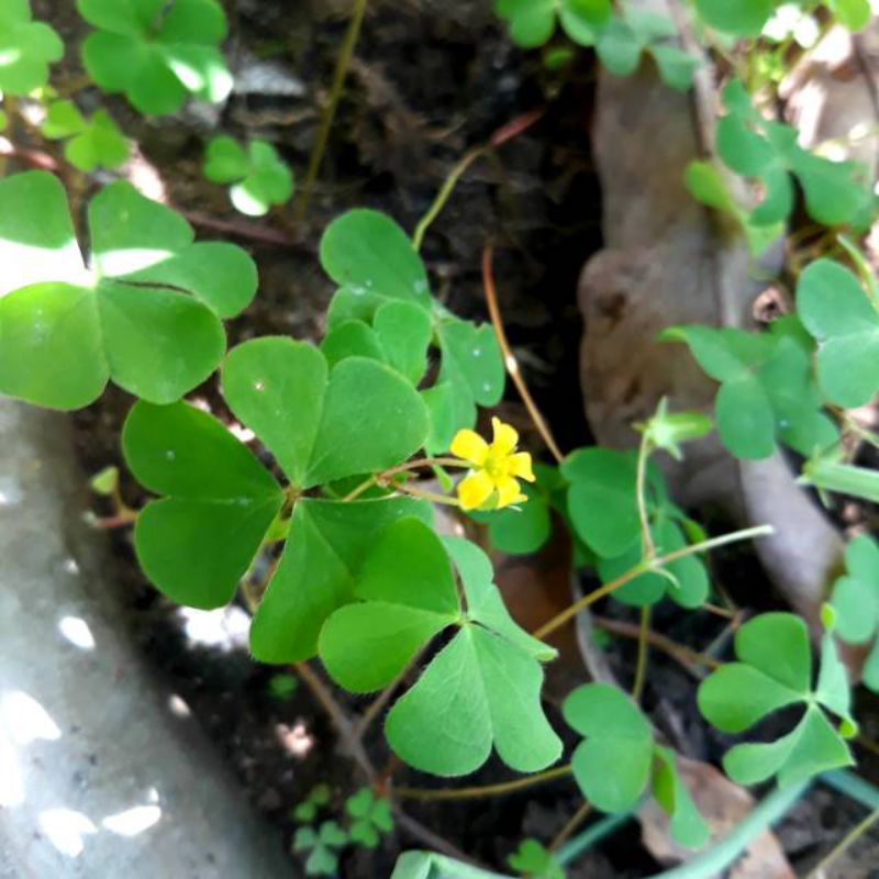 Jual Tanaman Hias Semanggi Lucky Clover Daun keberuntungan Tumbuhan ...