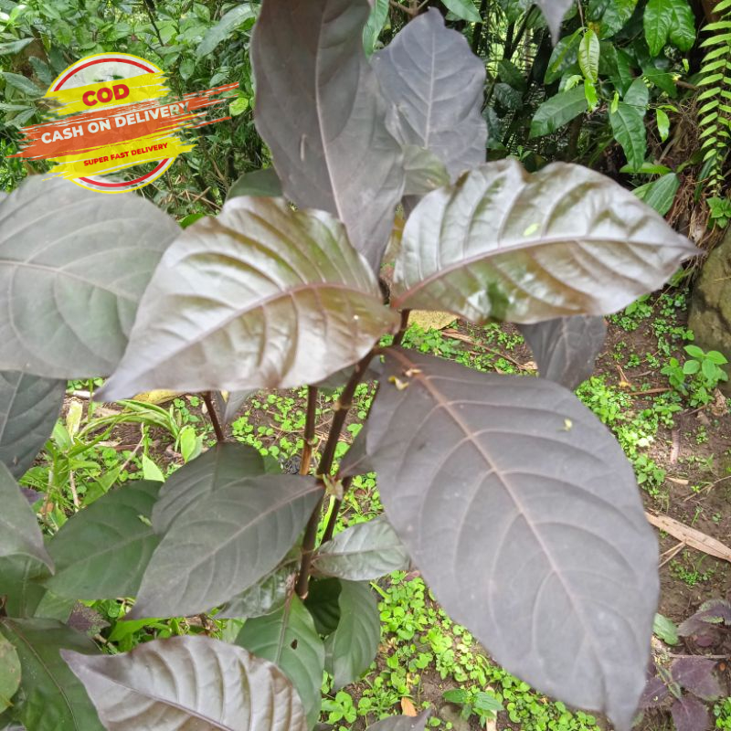 Jual Daun ungu atau handeleum segar 250 gram | Shopee Indonesia