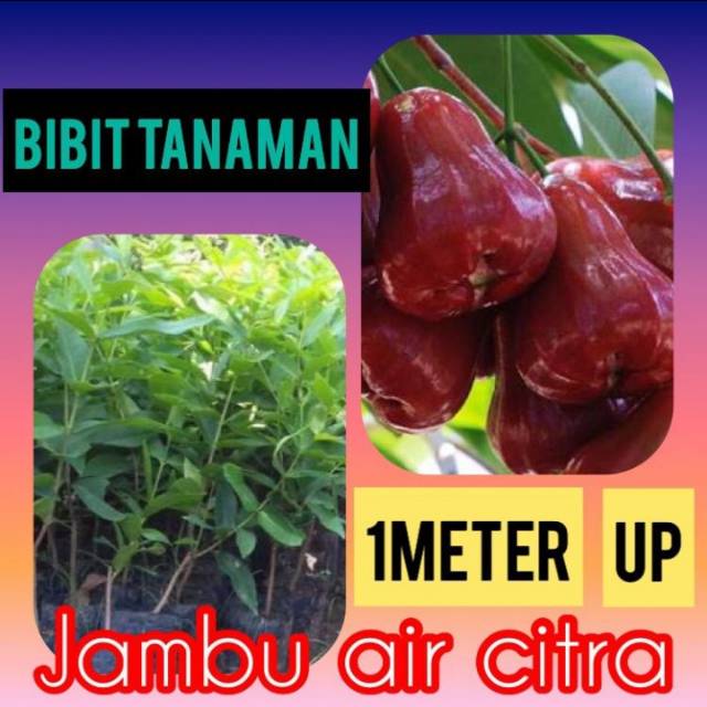 Jual Bibit Jambu Air Citra Jumbo 1 meter 1 kilo bisa 2 bibit | Shopee ...