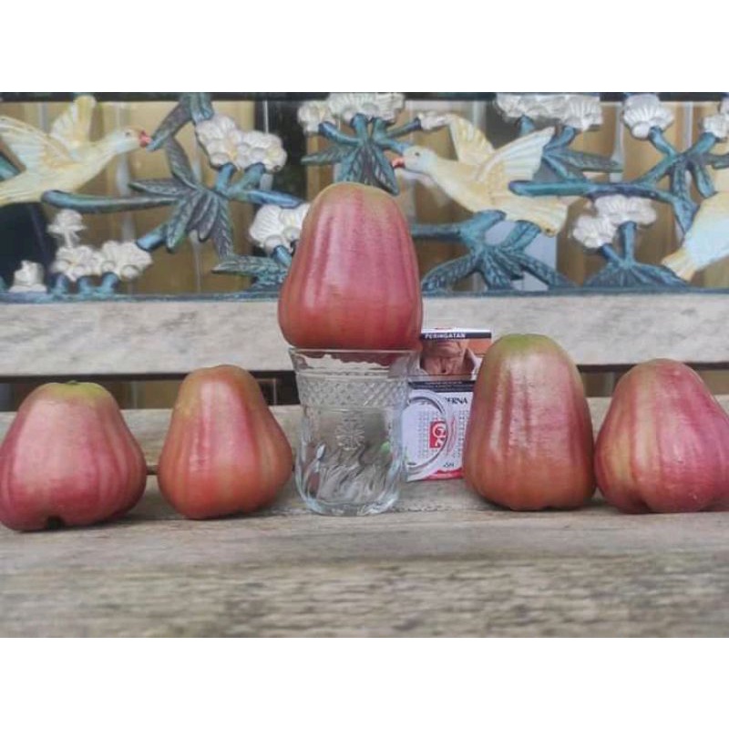 Jual potong cangkok jambu pink rose | Shopee Indonesia