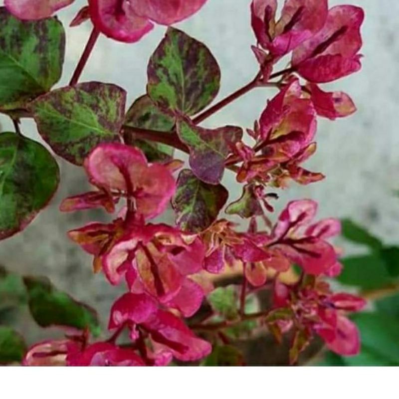 Jual PROMO7!!TANAMAN HIAS BUGENVIL BUNGA KERTAS//5 WARNA BUNGA ...