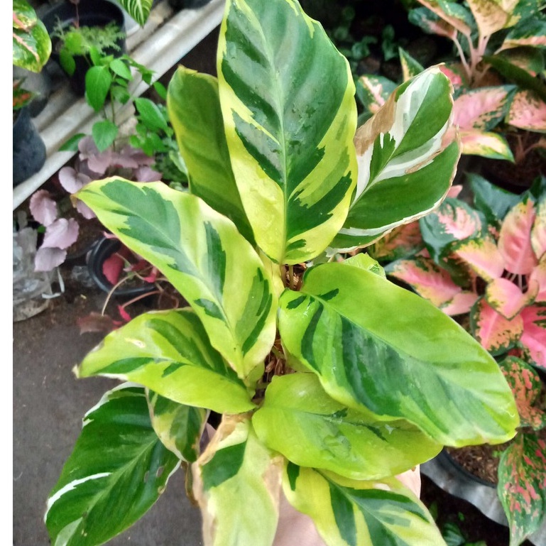 Jual tanaman hias bunga calathea tisu kuning / meranti tisu kuning ...