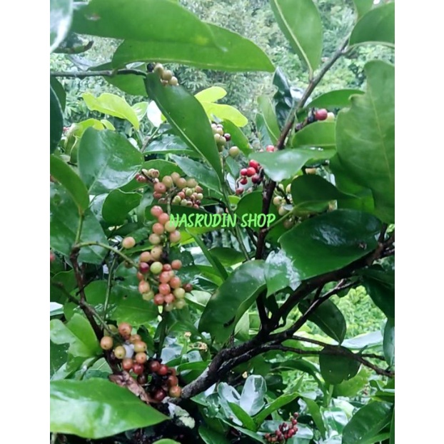 Jual DAUN WUNI / DAUN BUNI / DAUN HUNI SEGAR LANGSUNG PETIK / ANTIDESMA ...