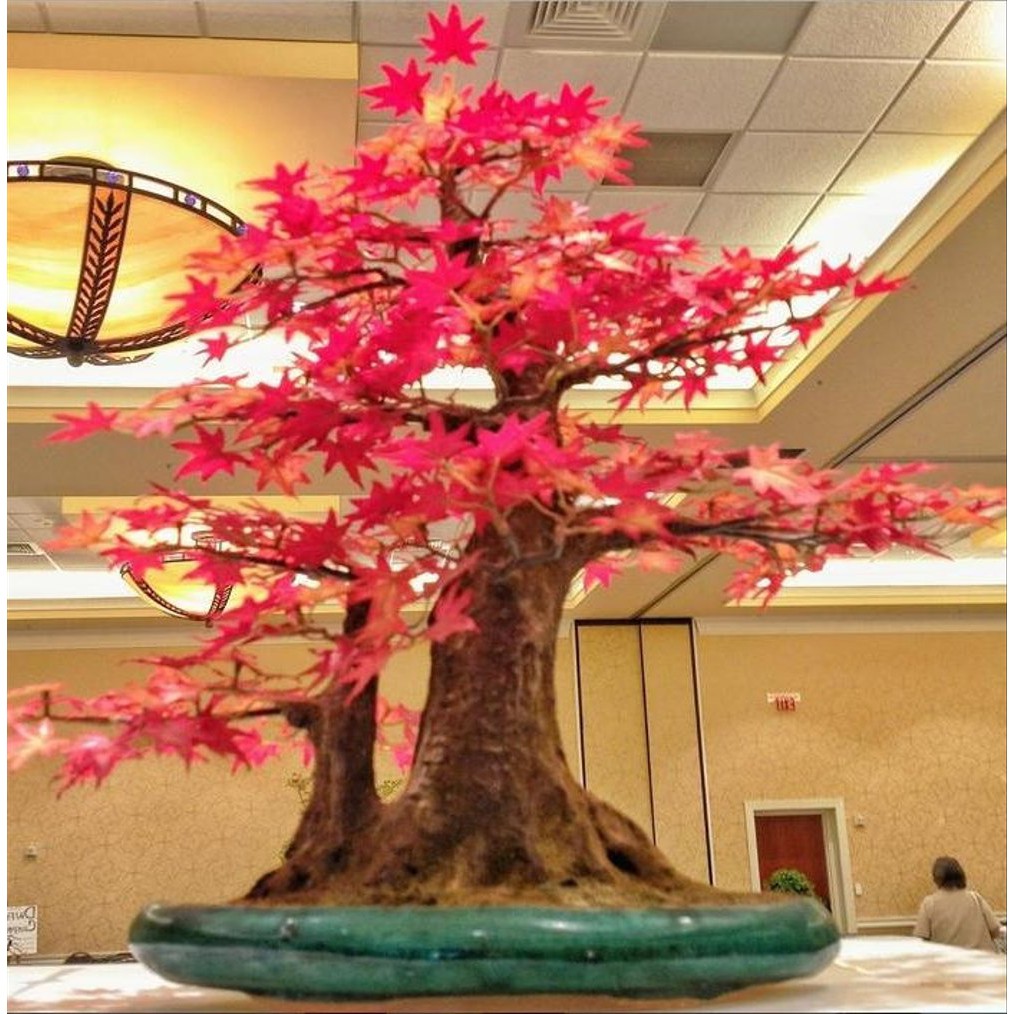 Jual Bibit Maple Jepang Inazuma Tree Red Maple Pohon Maple Unik Limit ...