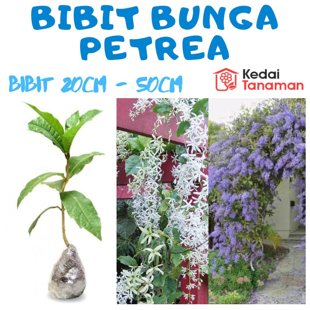Jual Bunga Merambat Petrea - Tanaman Hias Merambat Bunga Petrea - Bunga ...
