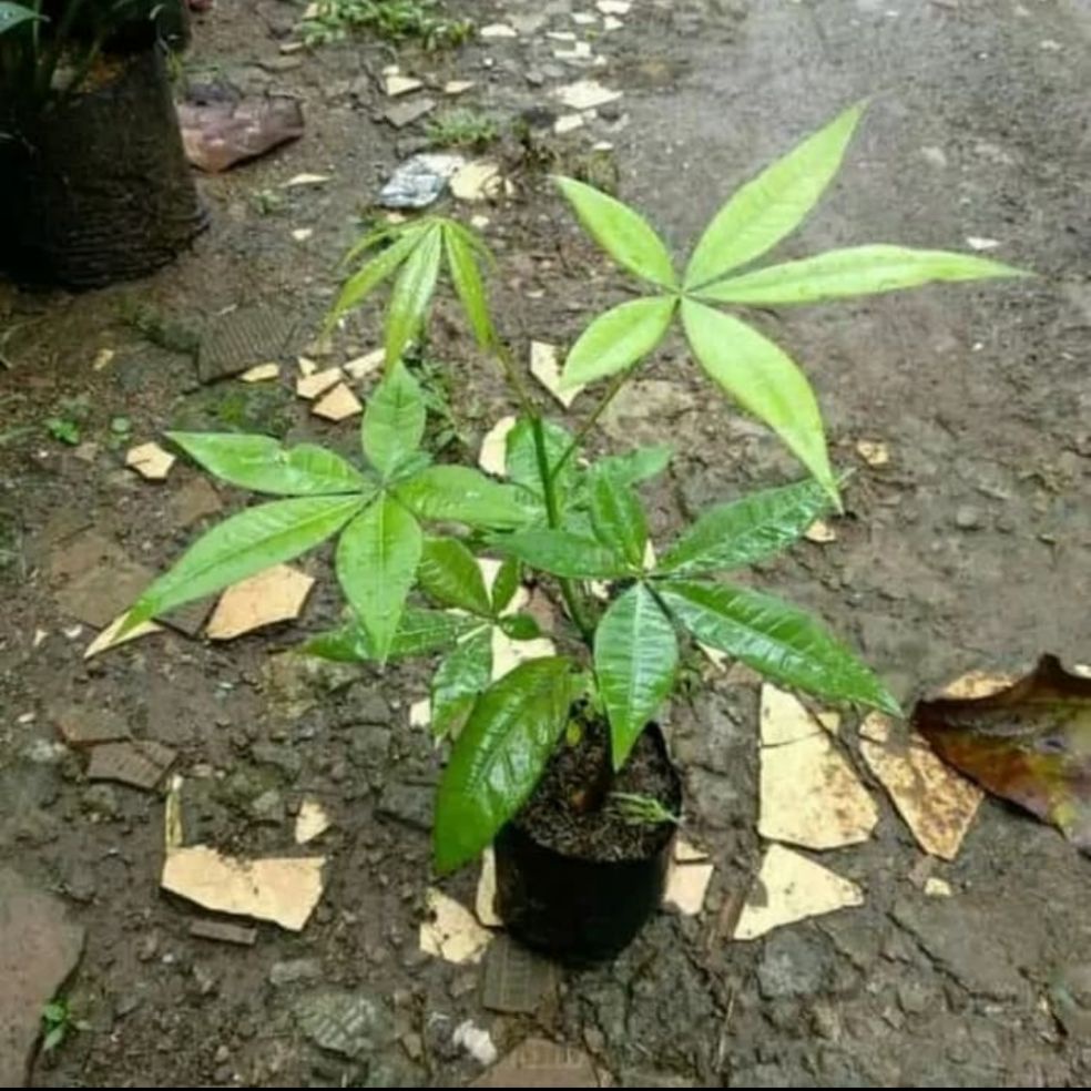 Jual tanaman hias pacira - tanaman pacira - pohon pacira perbatang ...