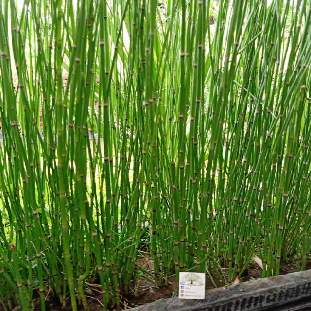 Jual BAMBU BUNGA BAMBU AIR.TANAMAN HIDUP.TANAMAN BAMBU AIR.TANAMAN ...