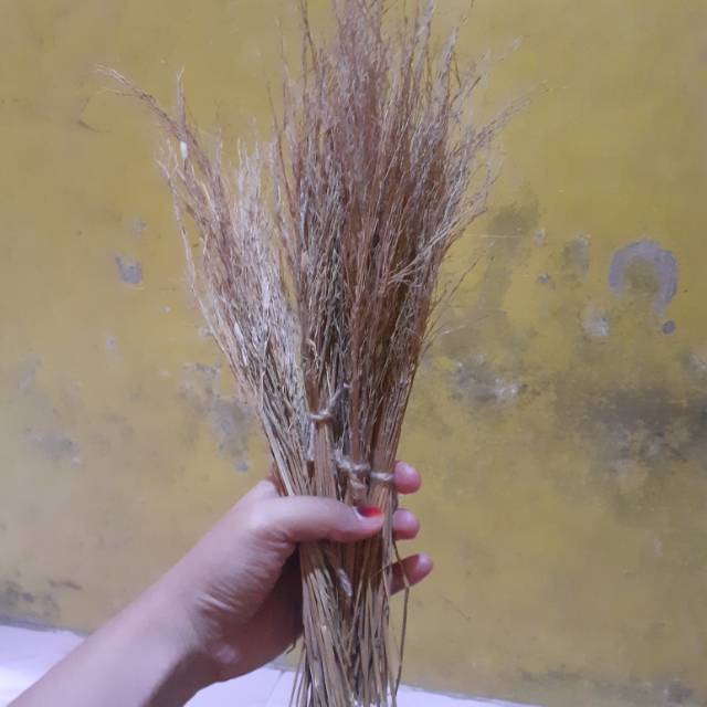 Jual 1ikat merang padi jerami kering dekorasi rustic | Shopee Indonesia