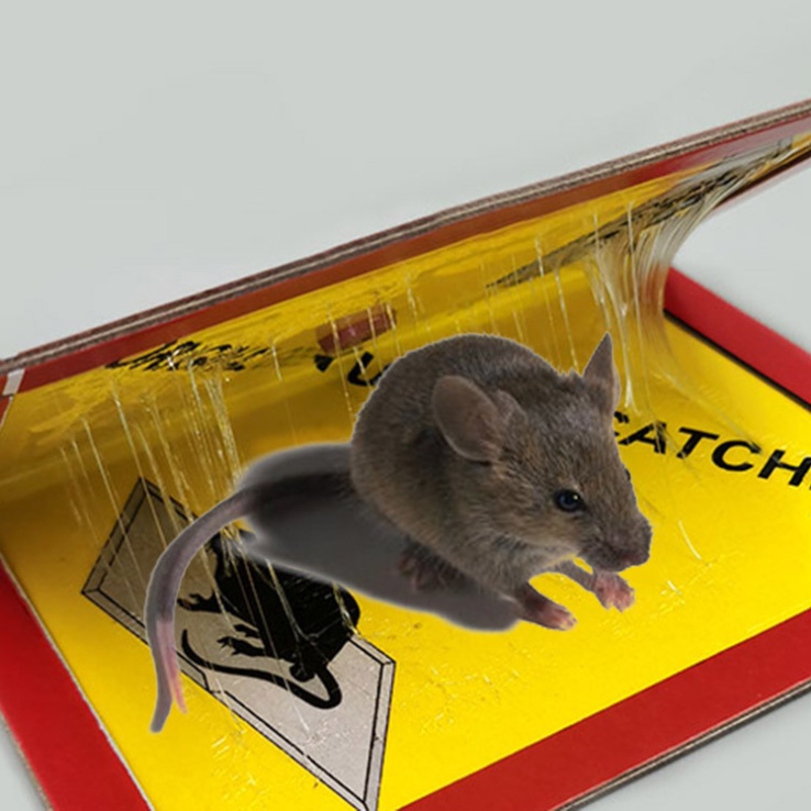 Jual Lem Perangkap Tikus Lem Jebakan Tikus Pembasmi Tikus Tempelan ...