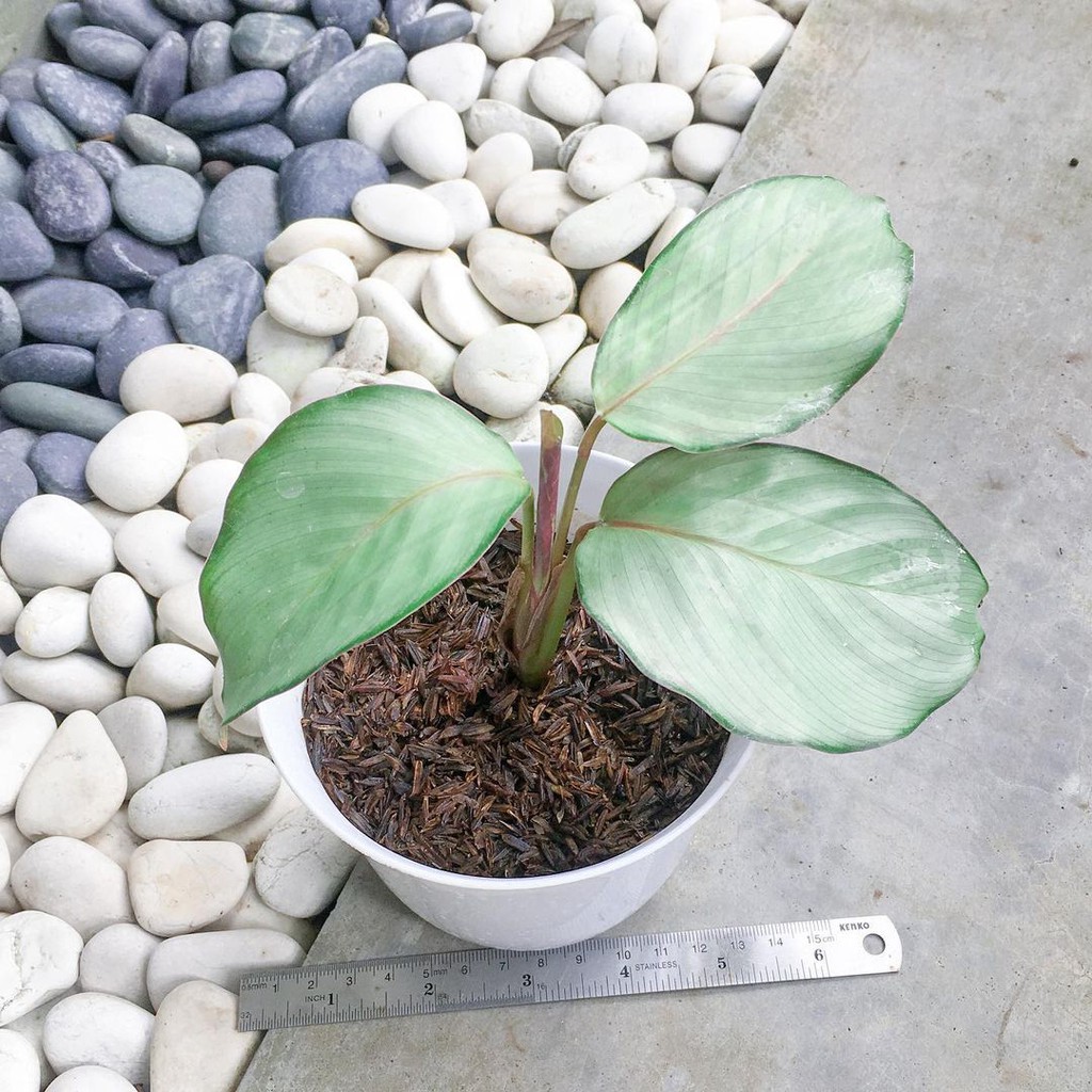 Jual Tanaman hias calathea silver plate-calathea-tanaman hidup | Shopee ...