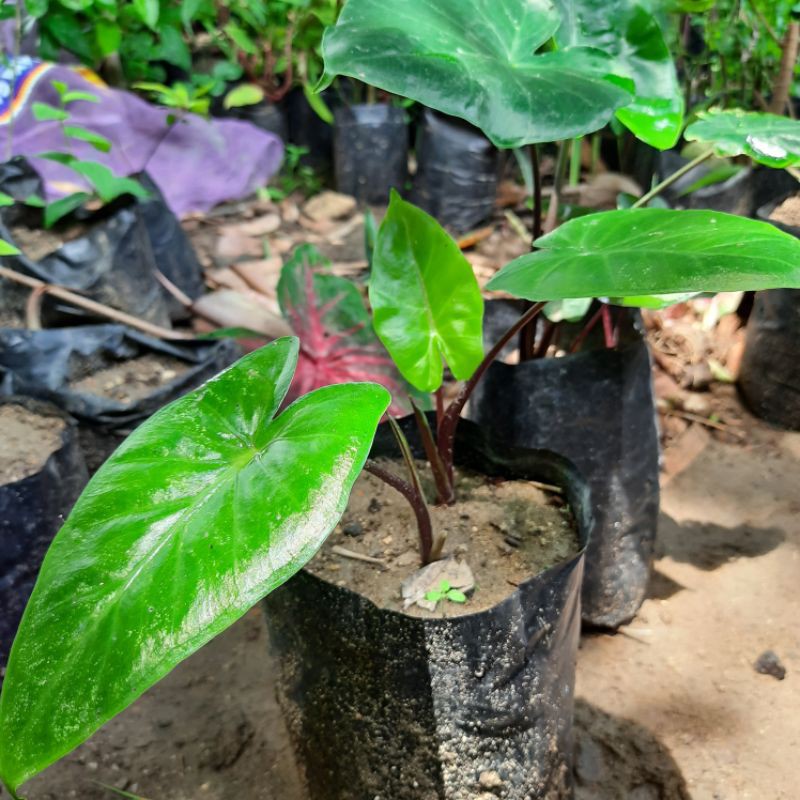 Jual Bibit tanaman hias Senthe hitam / sente wulung ( Alocasia plumbea ...