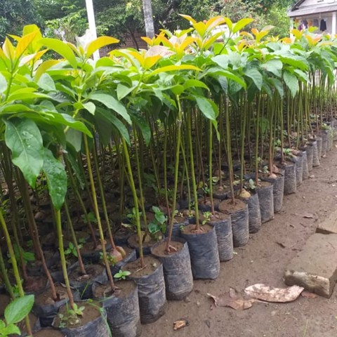 Jual Bibit Buah Alpukat Markus Hawaii Jumbo Kendil | Shopee Indonesia