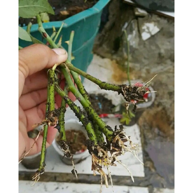 Jual KEBUN DZAKI - Bibit Stek Mawar Bunga Putih 10cm | Shopee Indonesia