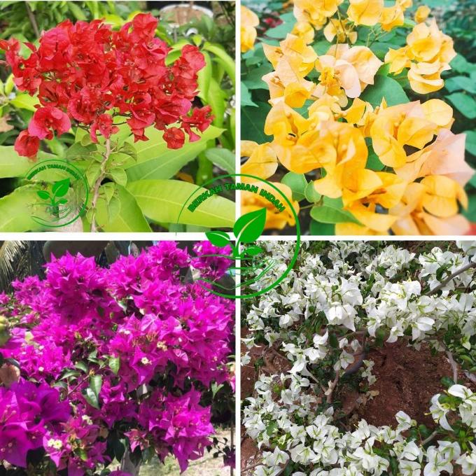 Jual Paket Hemat 4 Bibit Tanaman Hias Bougenville Kembang Kertas ...